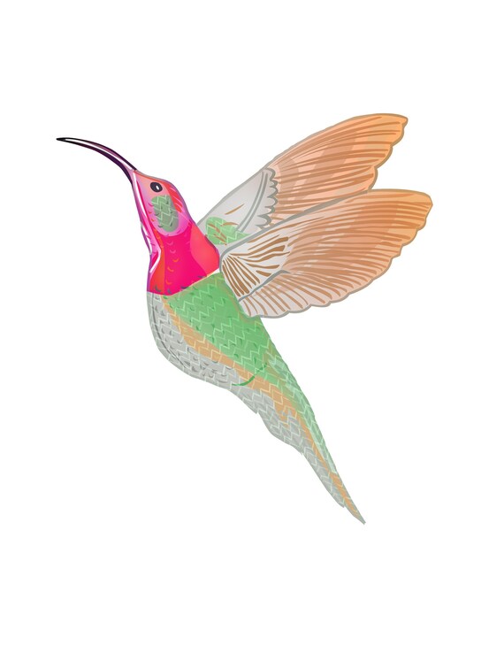 Hummingbirds Graphic Design