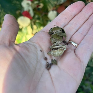 Variegated Mahoe SEEDS, Variegated Sea Hibiscus, Organically Grown - Etsy