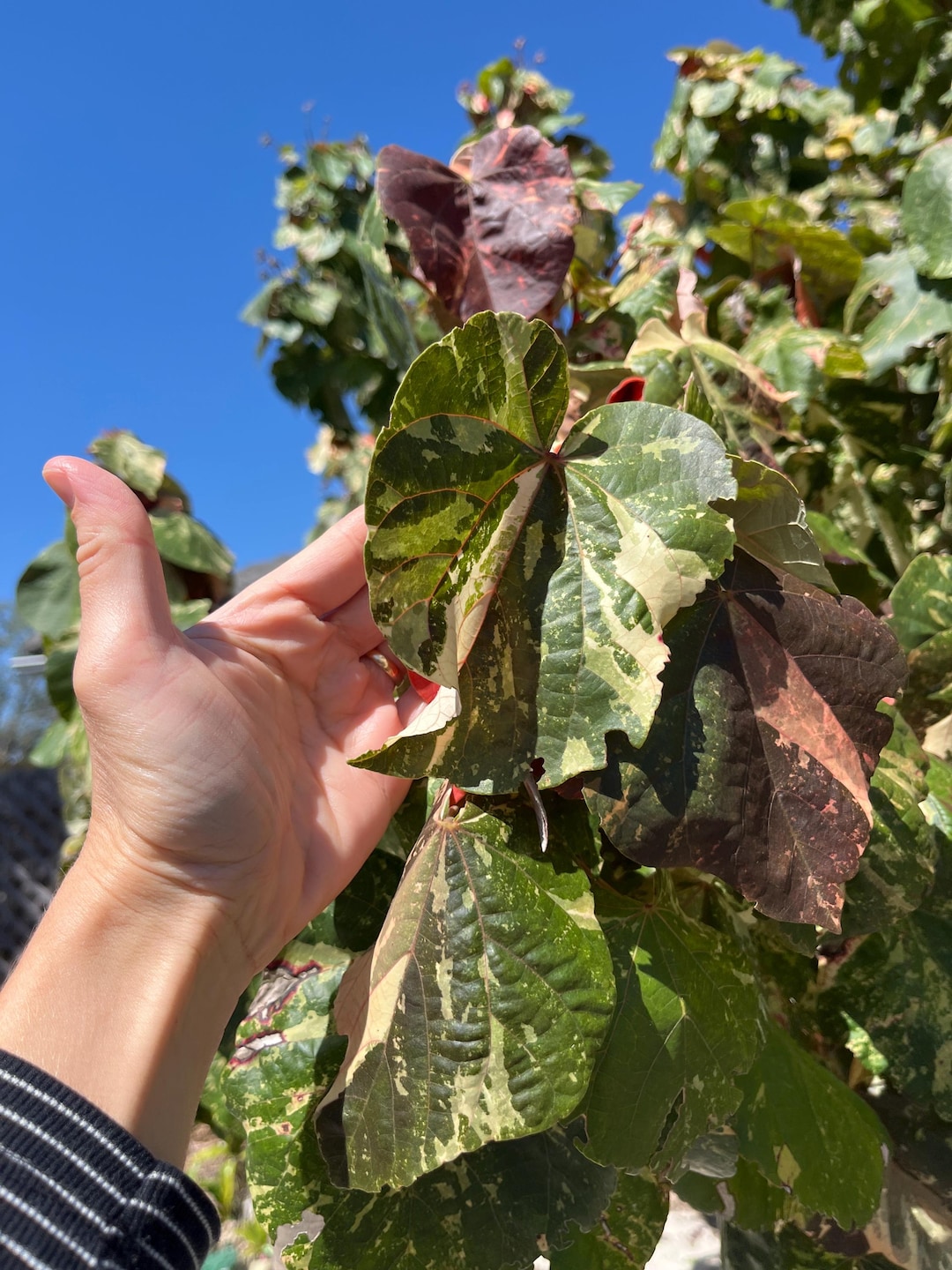 Variegated Mahoe Sea Hibiscus Fresh Cuttings - Etsy