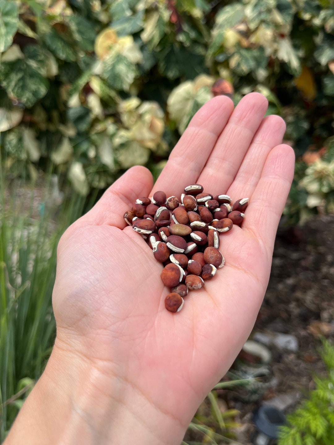 Valor Papdi Seeds Organically Grown Indian Flat Bean - Etsy