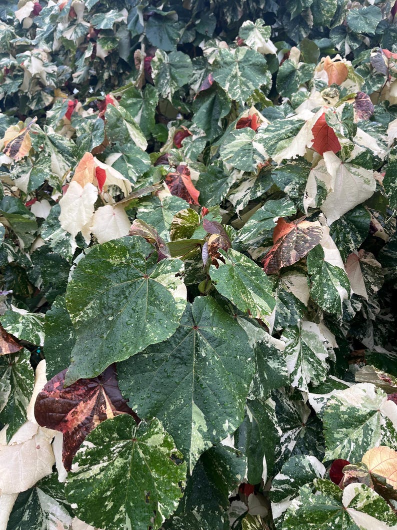 Variegated Mahoe Sea Hibiscus Fresh Cuttings - Etsy