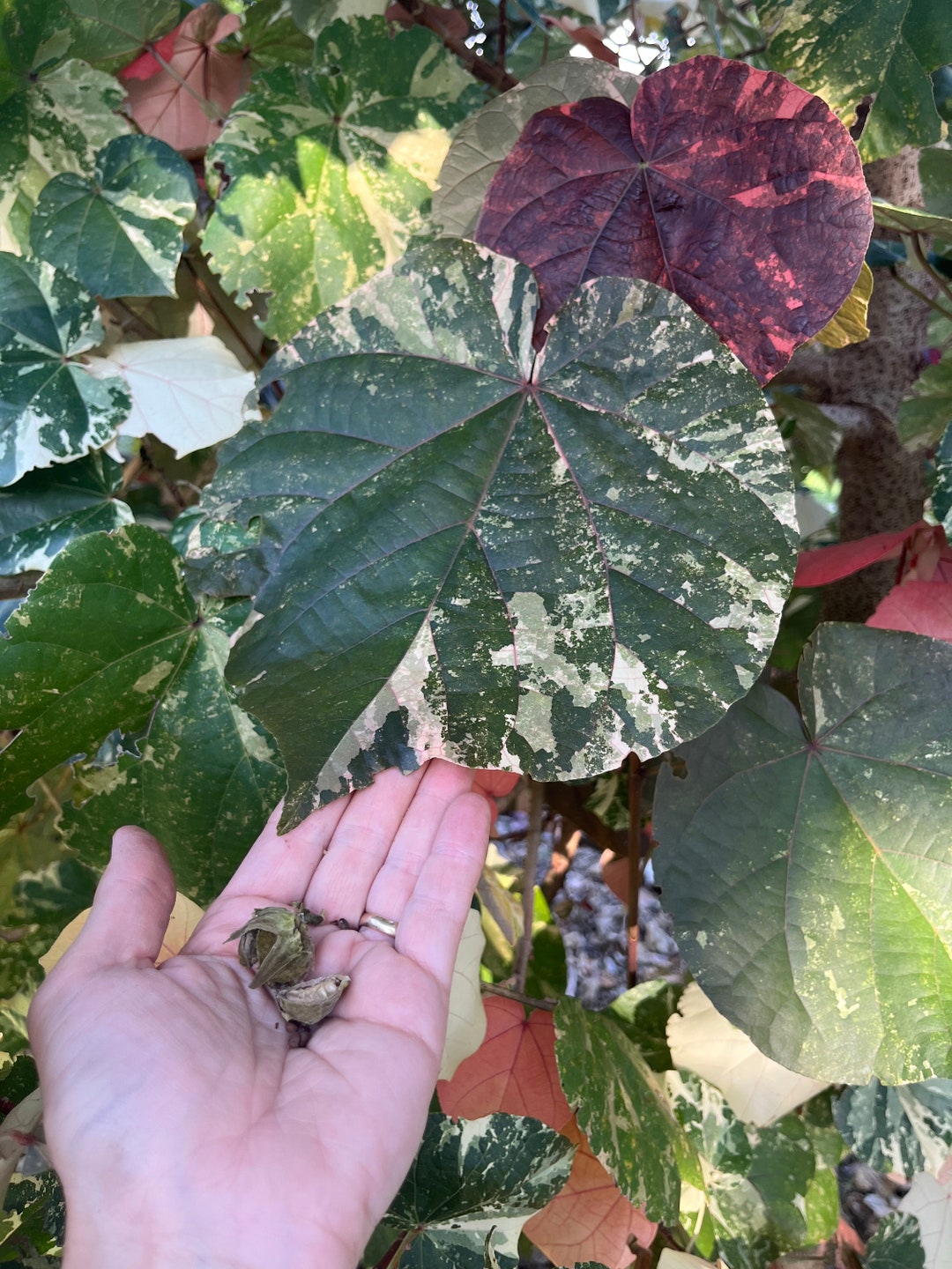 Variegated Mahoe SEEDS, Variegated Sea Hibiscus, Organically Grown - Etsy