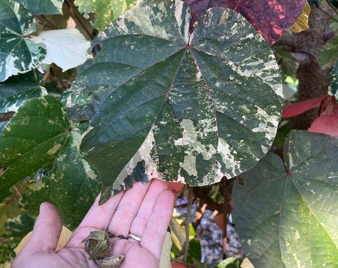 Variegated Mahoe SEEDS, Variegated Sea Hibiscus, Organically Grown - Etsy
