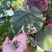 Variegated Mahoe SEEDS, Variegated Sea Hibiscus, Organically Grown - Etsy