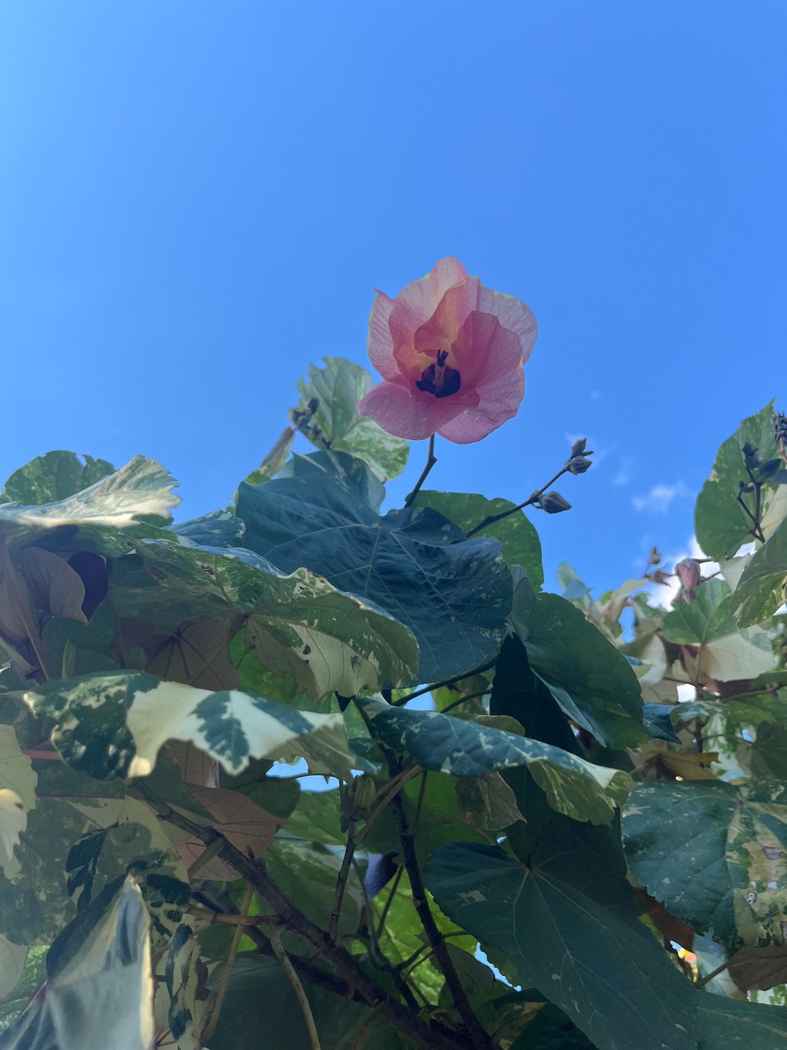 Variegated Mahoe SEEDS, Variegated Sea Hibiscus, Organically Grown - Etsy