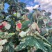 Variegated Mahoe SEEDS, Variegated Sea Hibiscus, Organically Grown - Etsy