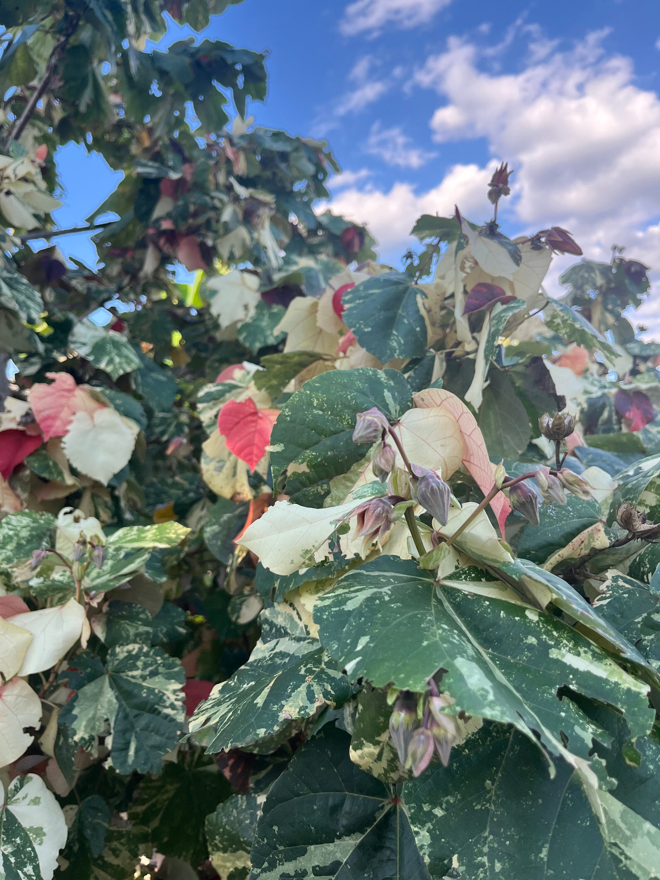 Variegated Mahoe SEEDS, Variegated Sea Hibiscus, Organically Grown - Etsy