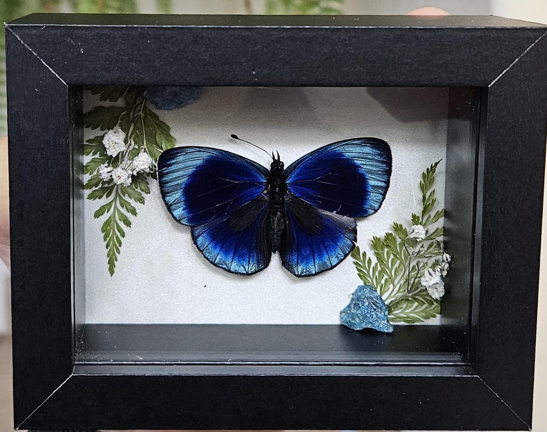 Asterope Optima Butterfly Mounted, Real Butterfly, Butterfly Art ...