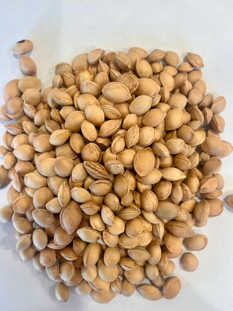 Common American Plum Tree Seeds (prunus Americana) - Etsy