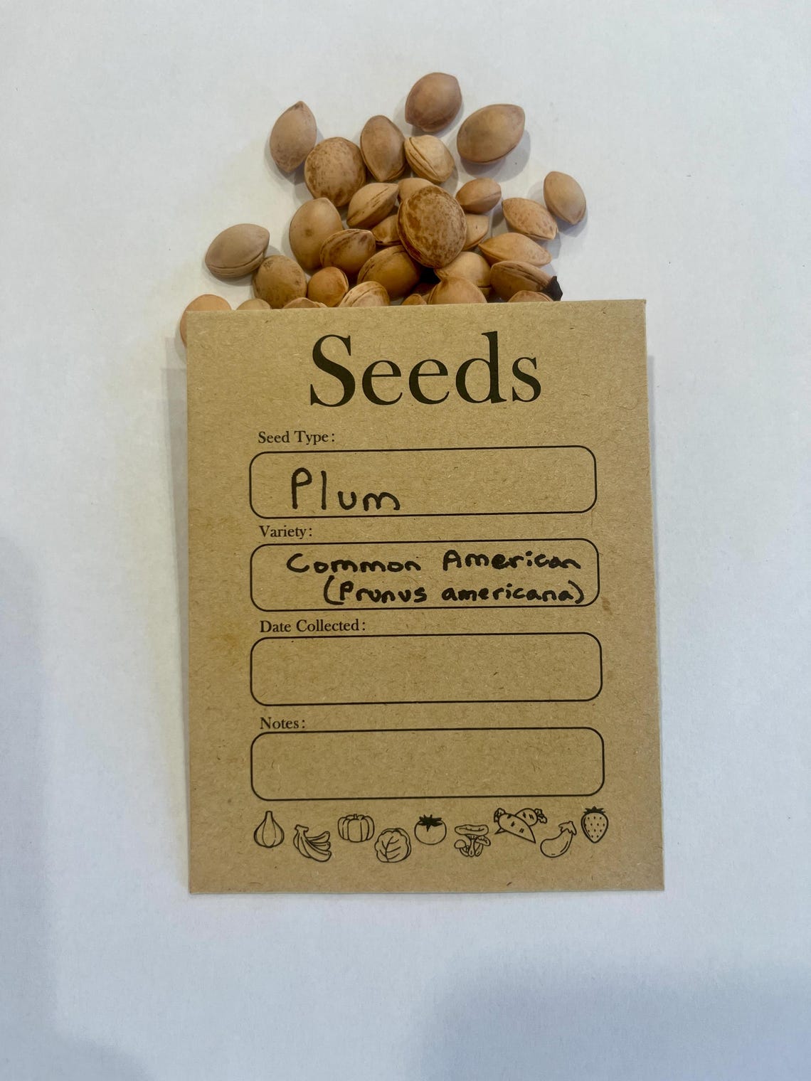 Common American Plum Tree Seeds (prunus Americana) - Etsy
