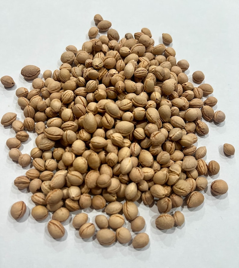 Western Sand Cherry Tree Seeds (prunus Besseyi) - Etsy