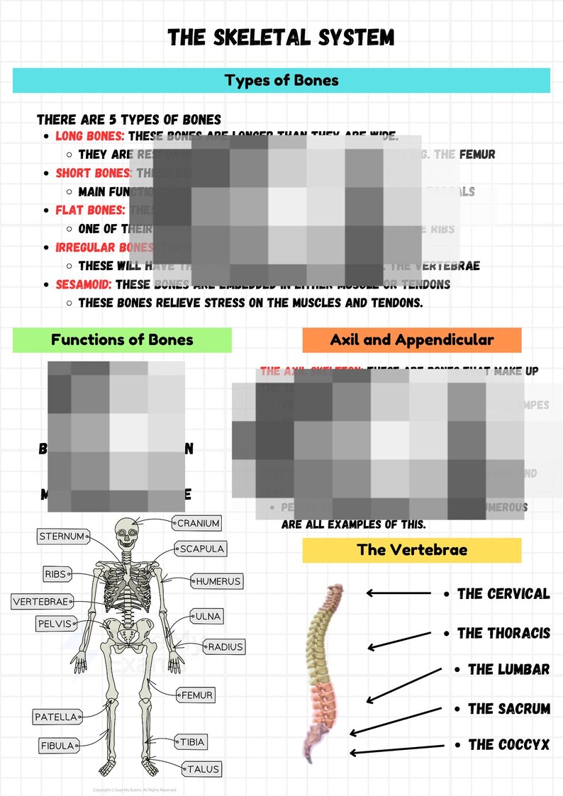 GCSE PE Revision Notes - the Skeletal System - Etsy
