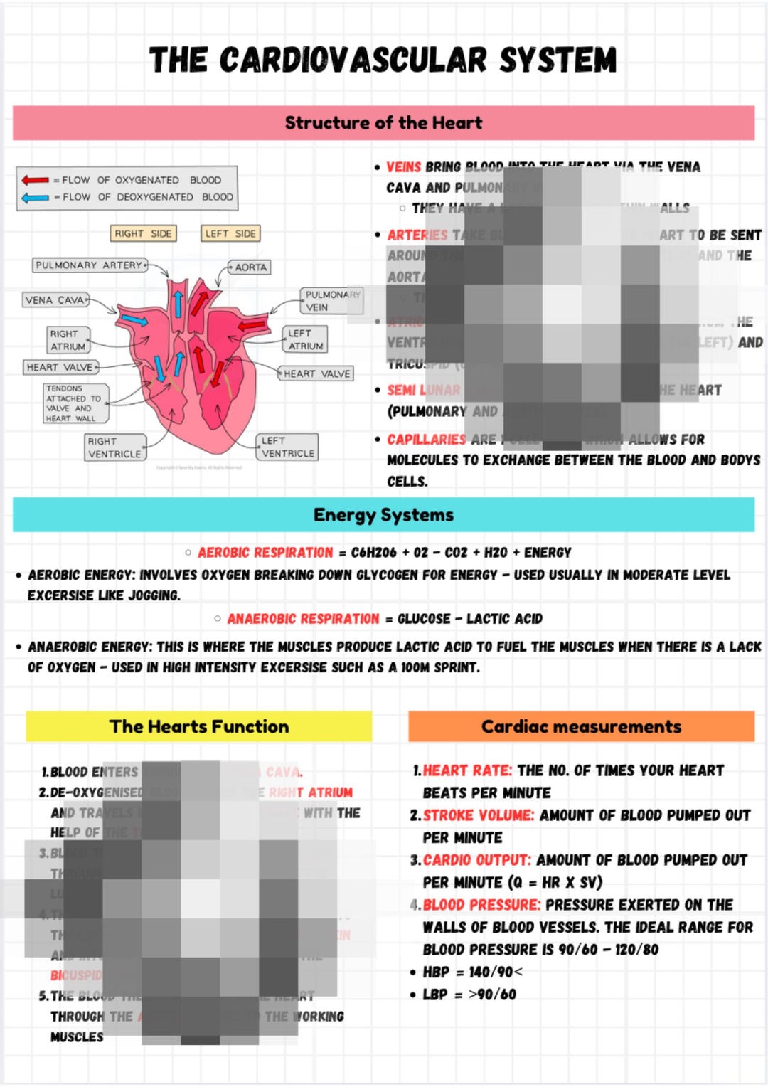 GCSE PE Revision Notes - Cardiovascular Sytem - Etsy