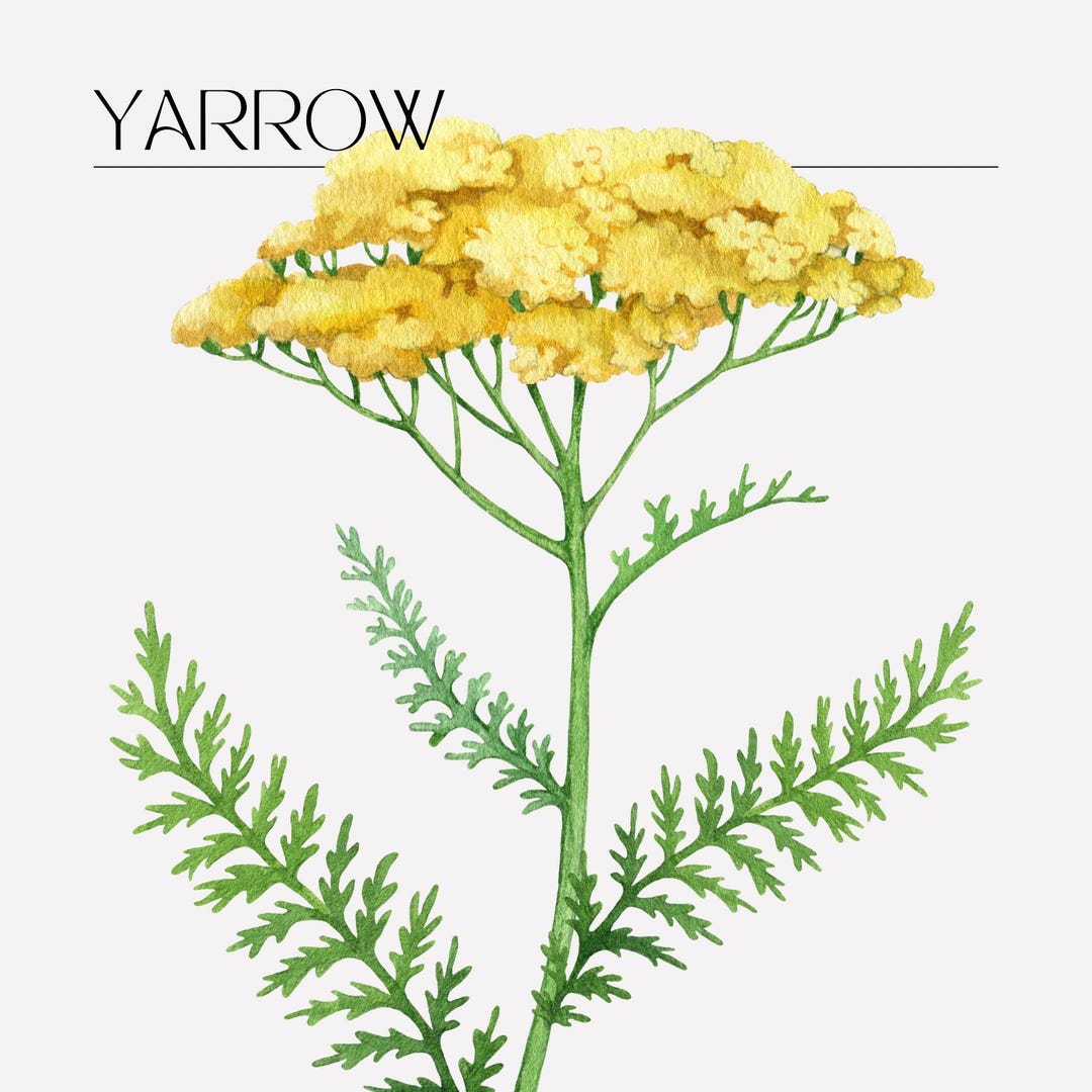 Yarrow Watercolor Illustration Prints Wall Art - Etsy