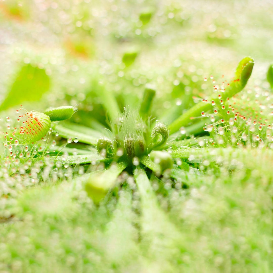 Typical Drosera Sundew 2 Inch Black Potted Live Plant - Etsy