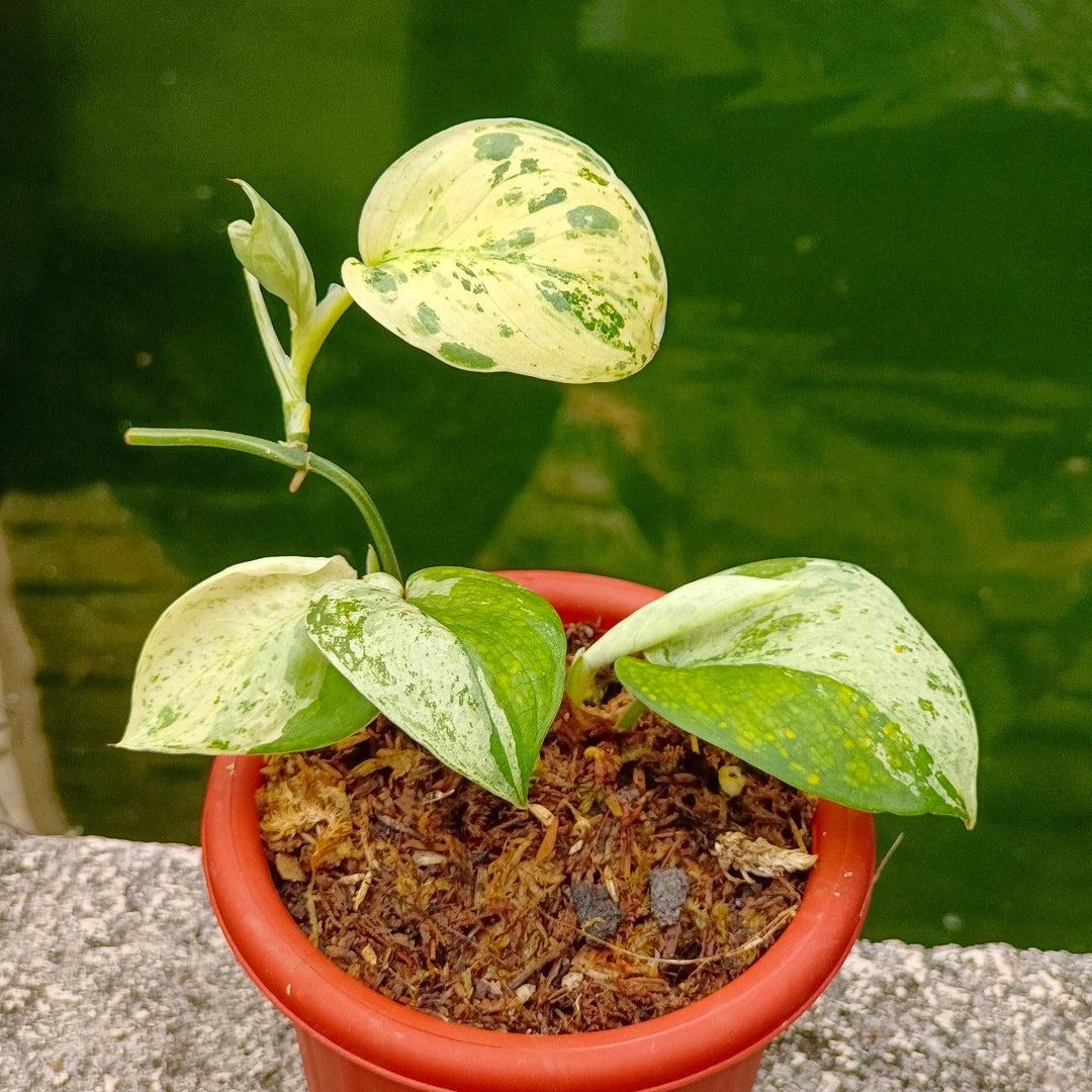 Scindapsus Jade Satin Mint Marble Variegated Live Exotic Tropical ...