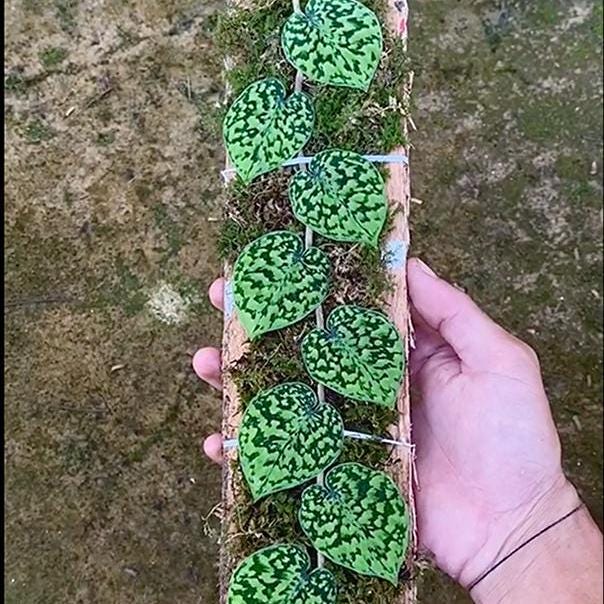 Scindapsus Snake Scale Stabillo Live Exotic Tropical Foliage Plant ...