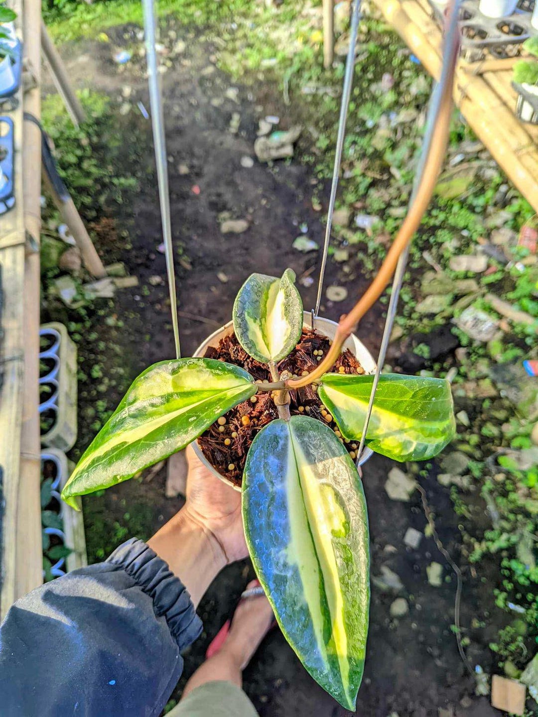 Hoya Quenzy Live Exotica Tropical Plant Indoor Outdoor Easy Care ...