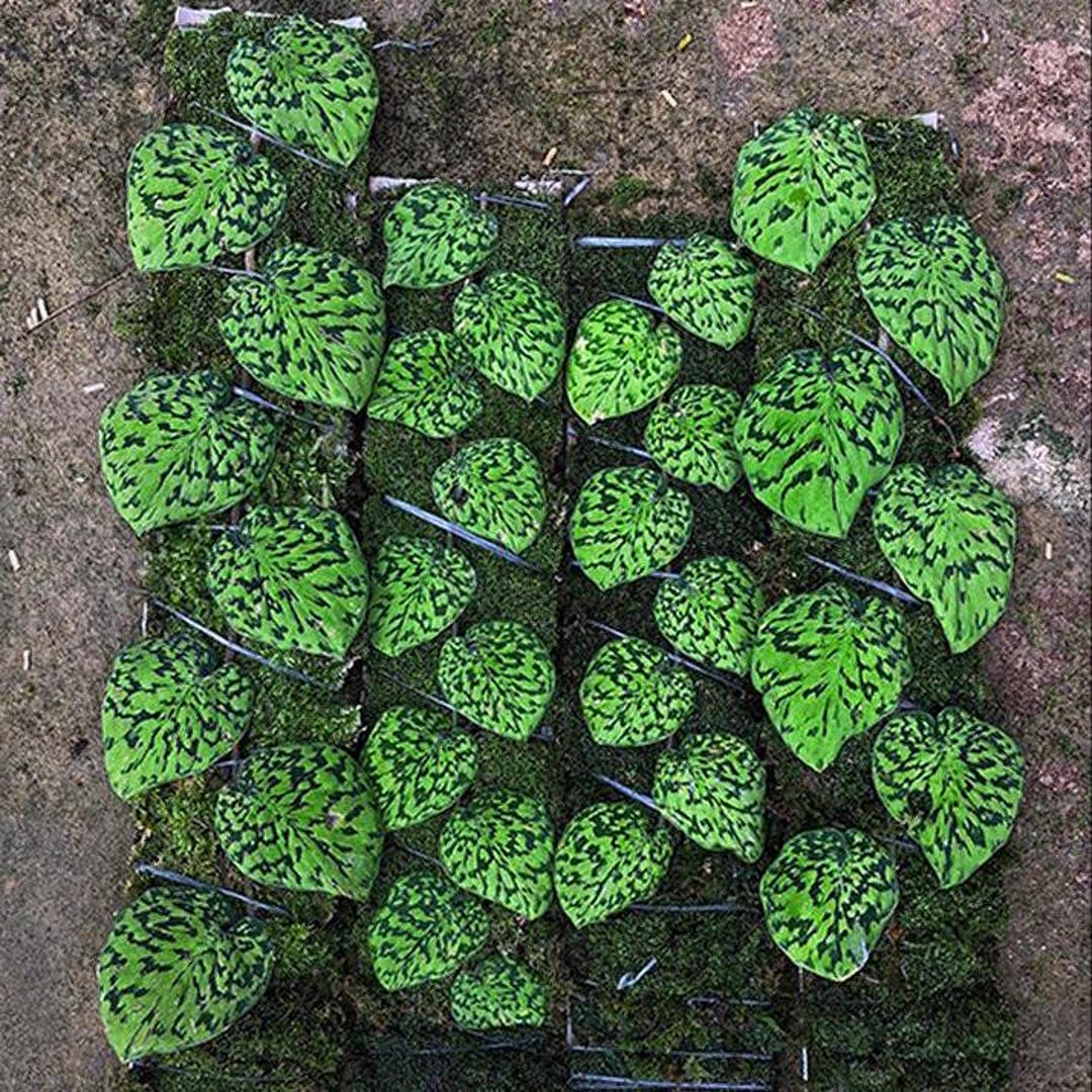 Scindapsus Snake Scale Stabillo Live Exotic Tropical Foliage Plant ...