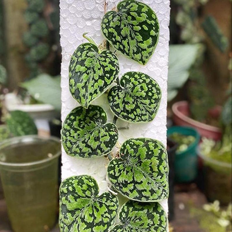 Scindapsus Snake Scale Stabillo Live Exotic Tropical Foliage Plant ...
