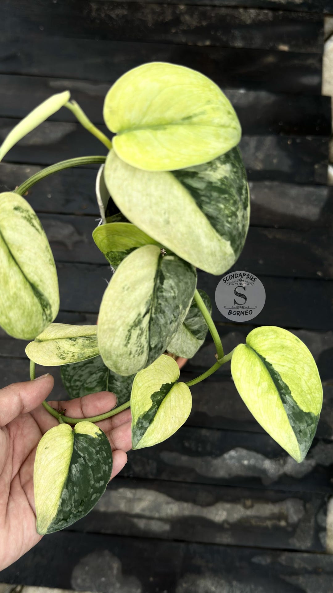 Rare Scindapsus Dark Cloud Aurea - Selected Exotic Tropical Aroid Plant ...