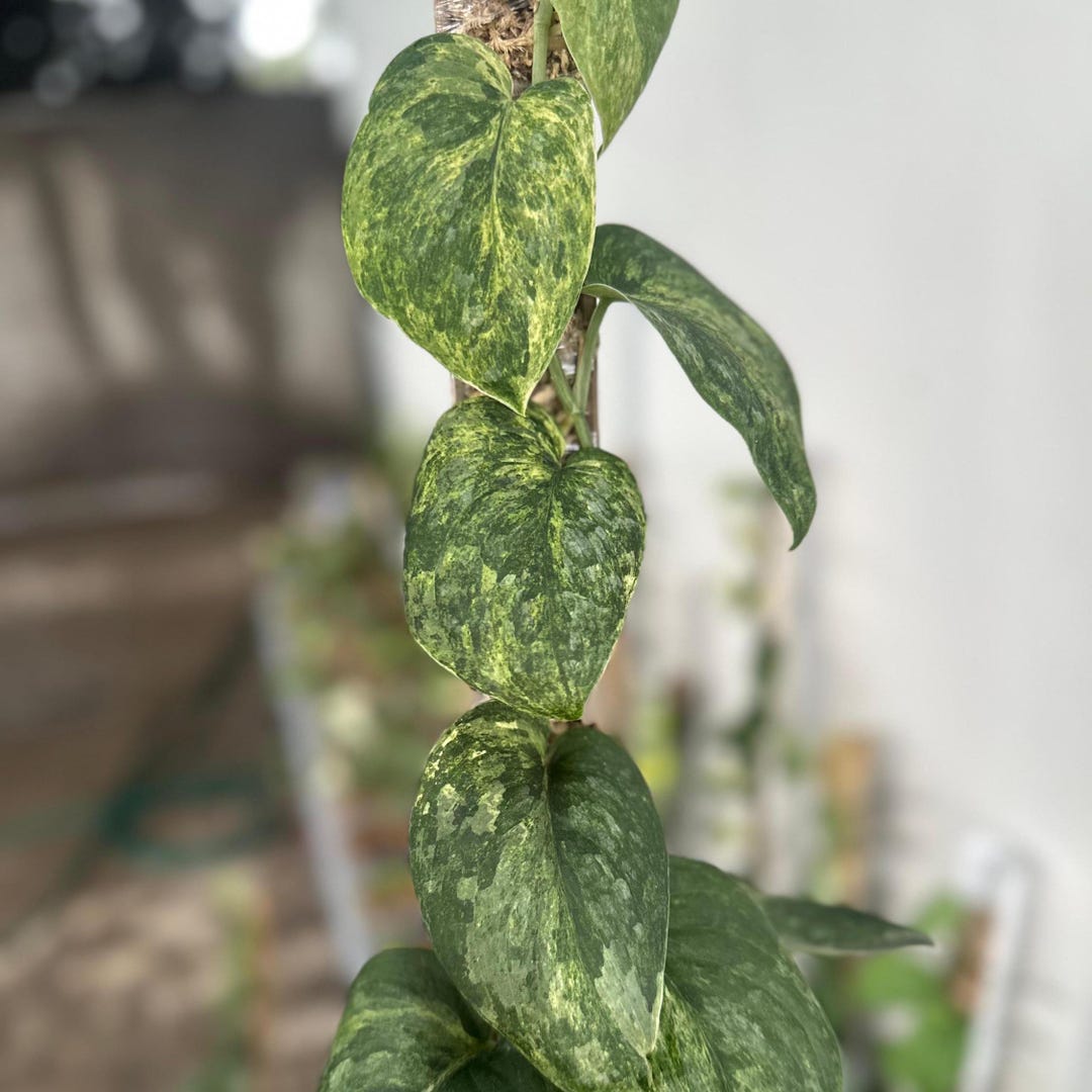 Scindapsus Dragon Splash Variegated Rare Foliage Live Exotic Tropical ...