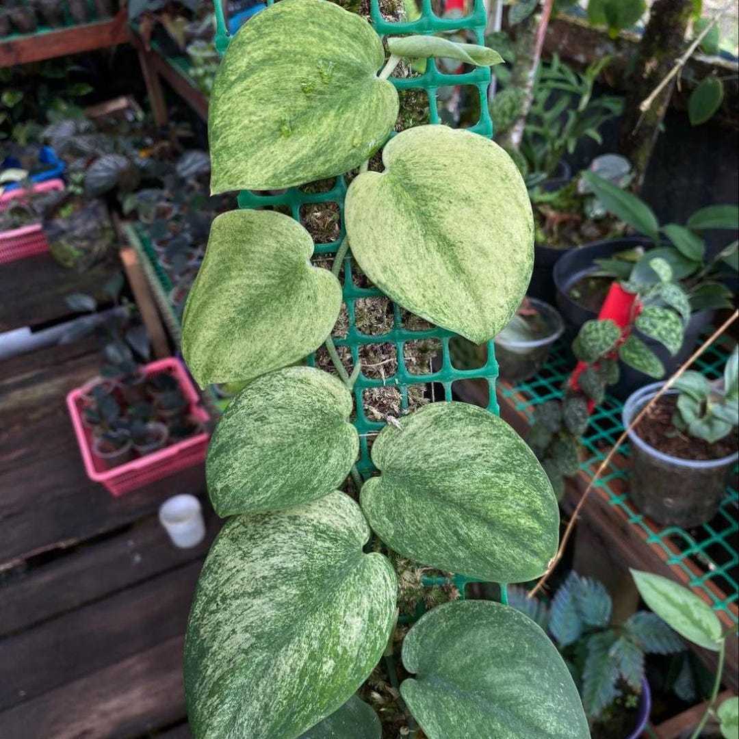 Scindapsus Golden Mint Variegated Live Exotic Tropical Foliage Plant ...