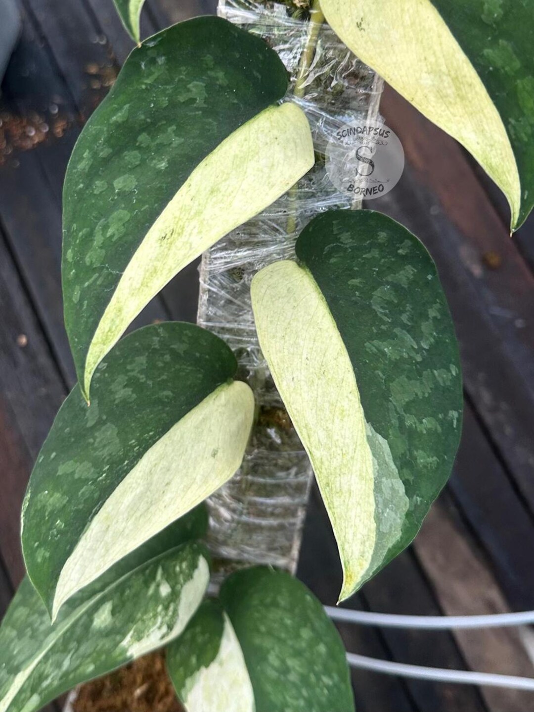 Scindapsus Yellow Phoenix Live Exotic Tropical Foliage Plant Indoor ...