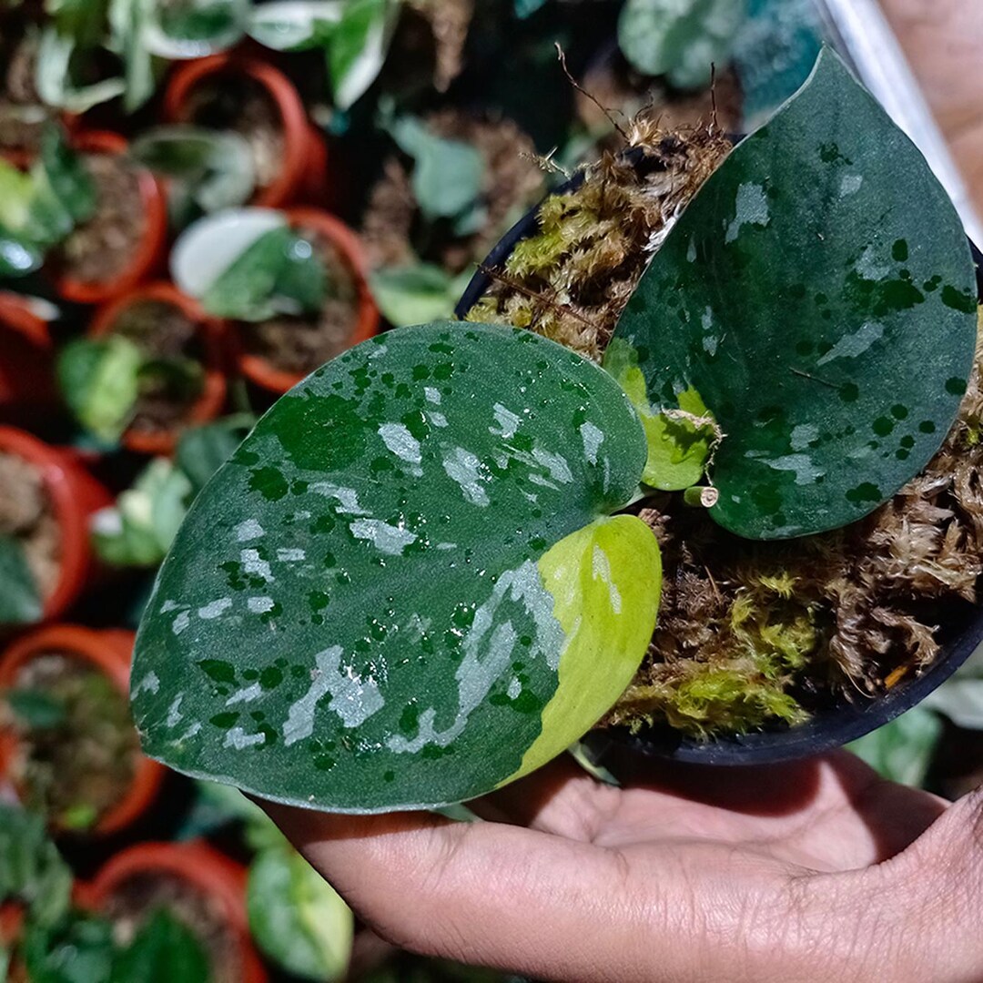 Scindapsus Pictus Dark Aurea Variegated Live Rare Exotic Tropical ...