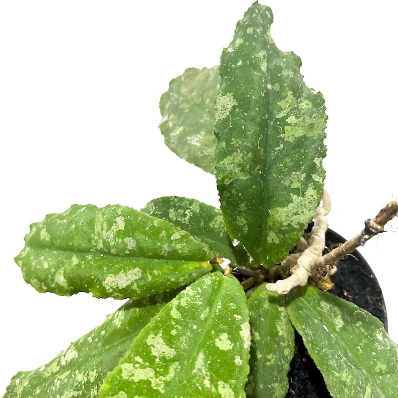 Hoya Undulata Live Exotica Tropical Plant Indoor Outdoor Easy Care ...