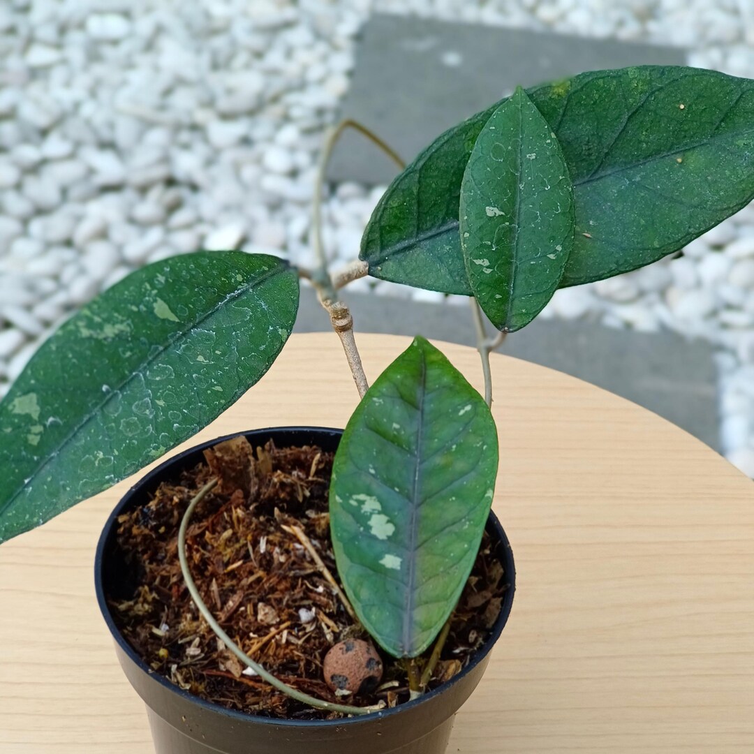 Hoya Verstegi Live Exotica Tropical Plant Indoor Outdoor Easy Care ...