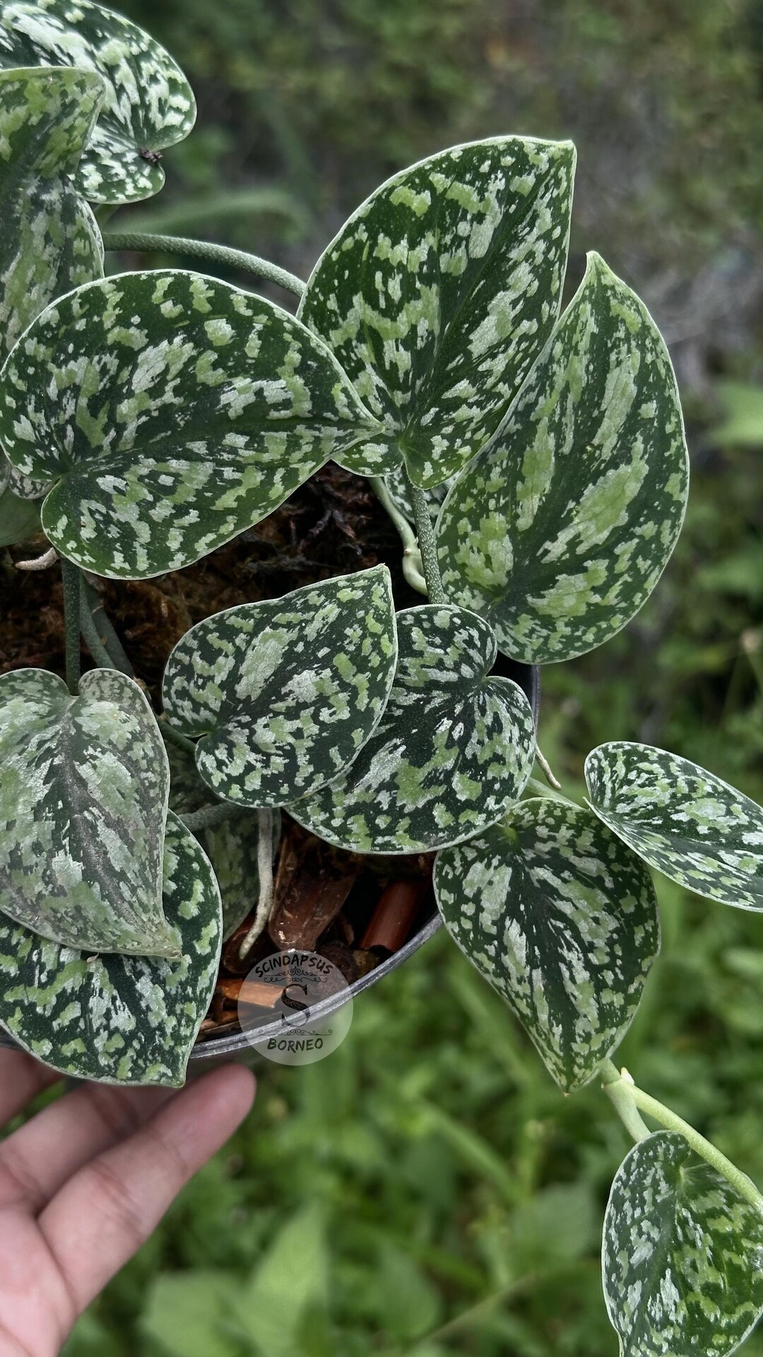 Scindapsus Dark Tricolor 'the Picture Exact Plant' - Rare Live Exotic ...