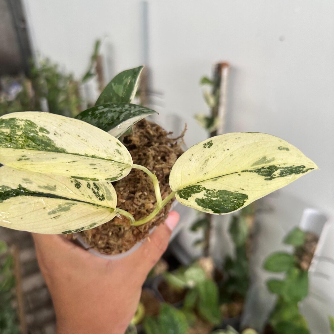 Scindapsus Excotica White Marble Variegated Live Exotic Tropical ...