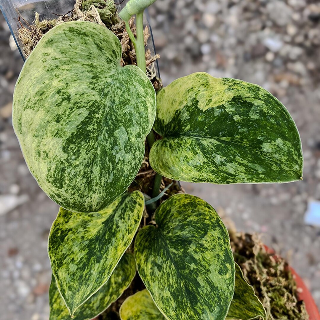 Scindapsus Exotica Tembaga Variegated Live Rare Exotic Tropical Foliage ...