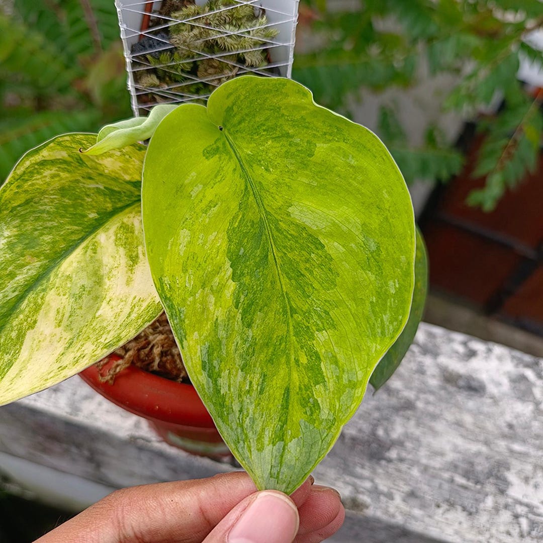 Scindapsus Pictus Silver Splash Aurea Variegated Live Rare Exotic ...
