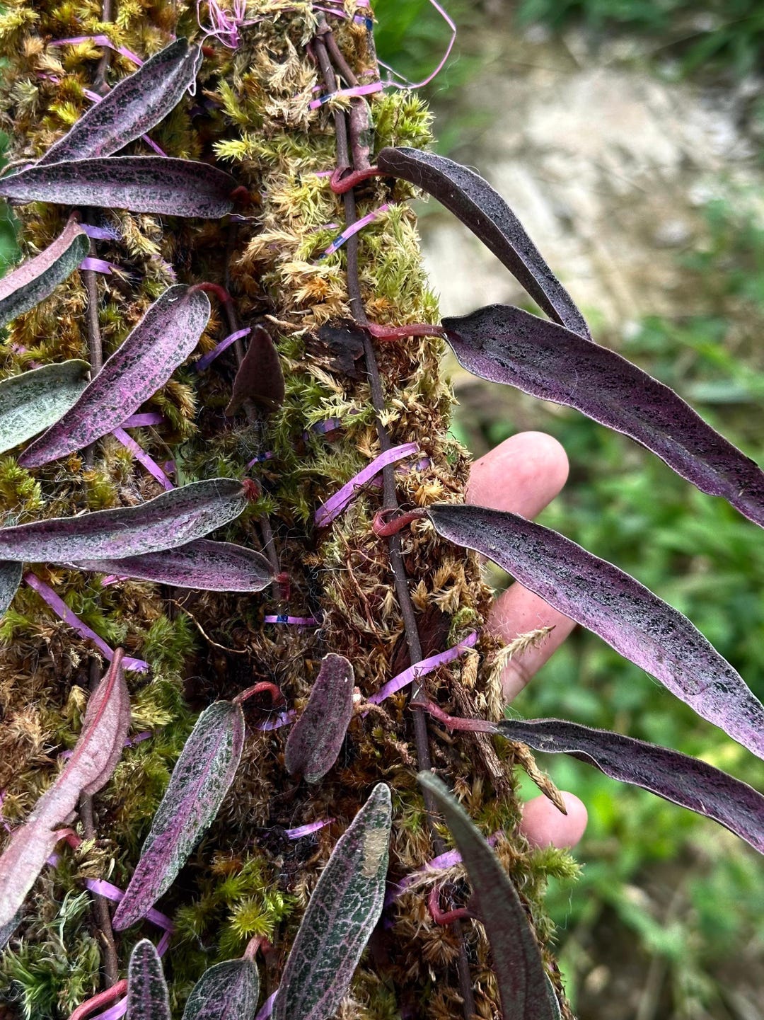 Piper Red Spider Sp Borneo Rare Live Tropical Exotic Plant Indoor ...