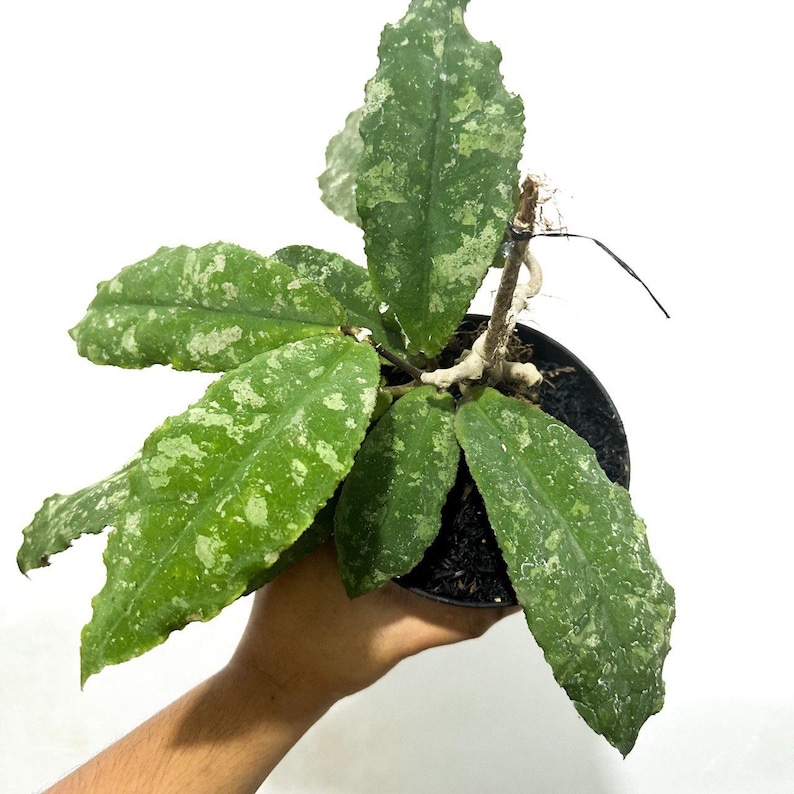 Hoya Undulata Live Exotica Tropical Plant Indoor Outdoor Easy Care ...