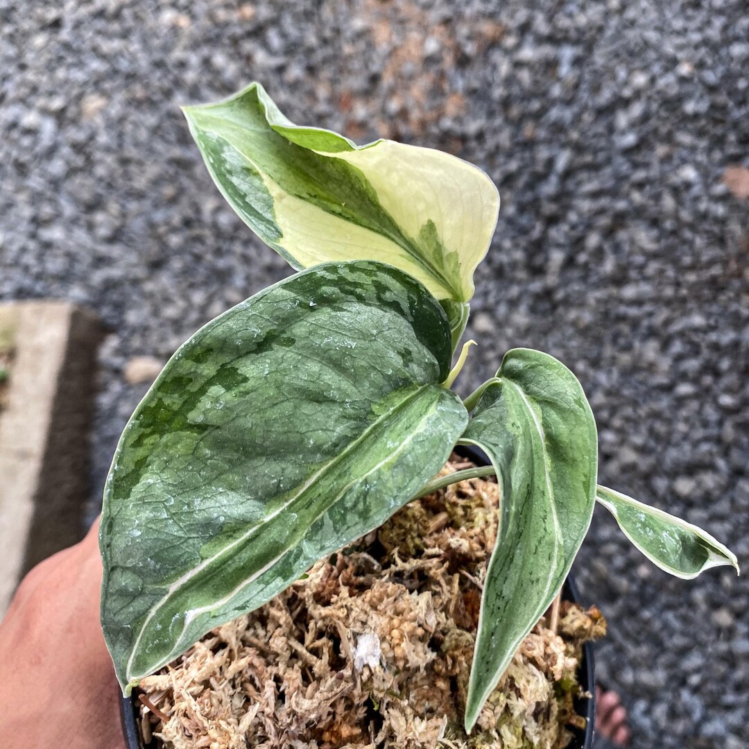 Scindapsus Exotica Mutation Variegated Blue Grey Live Rare Exotic ...