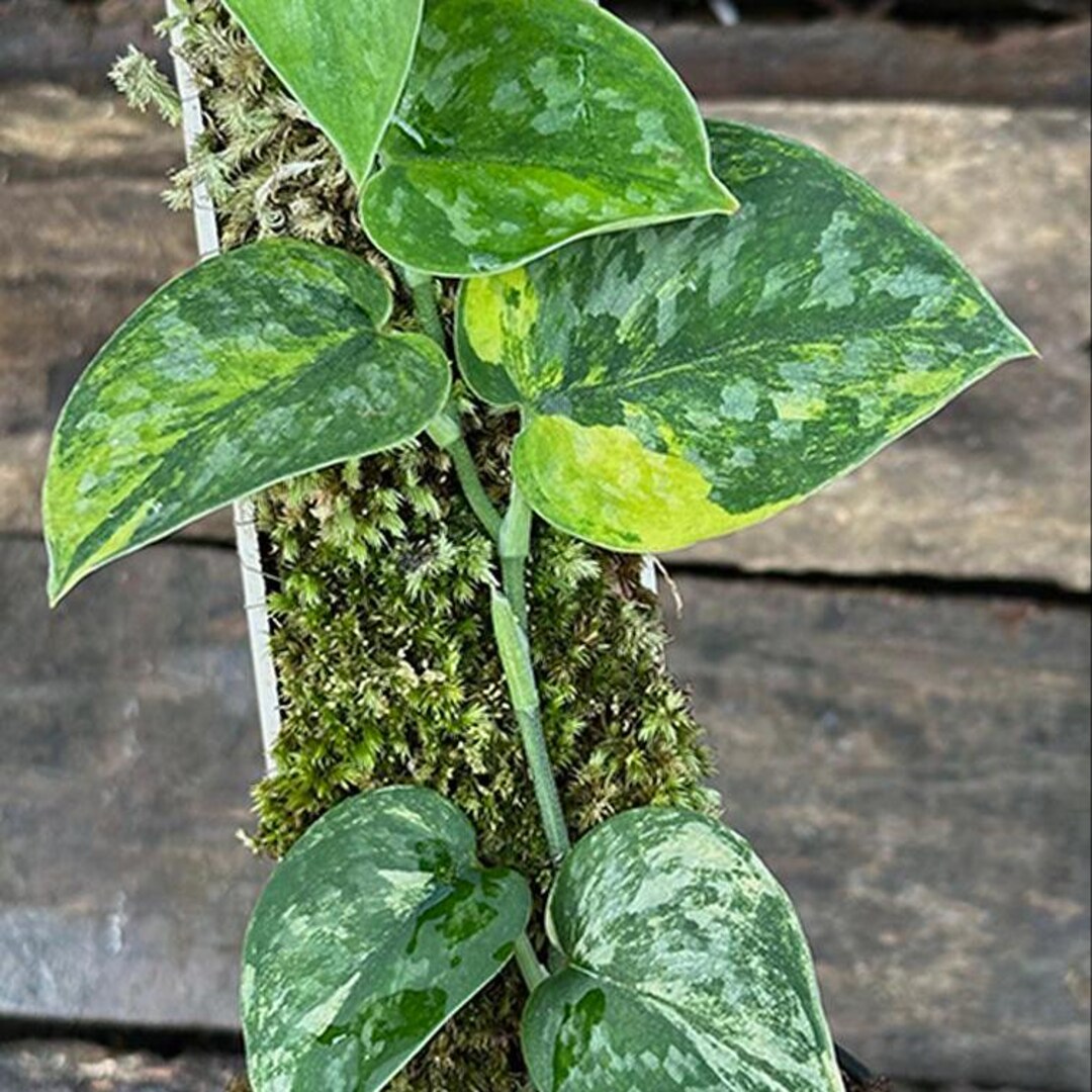 Scindapsus Green Diamond Variegated Live Rare Exotic Tropical Foliage ...