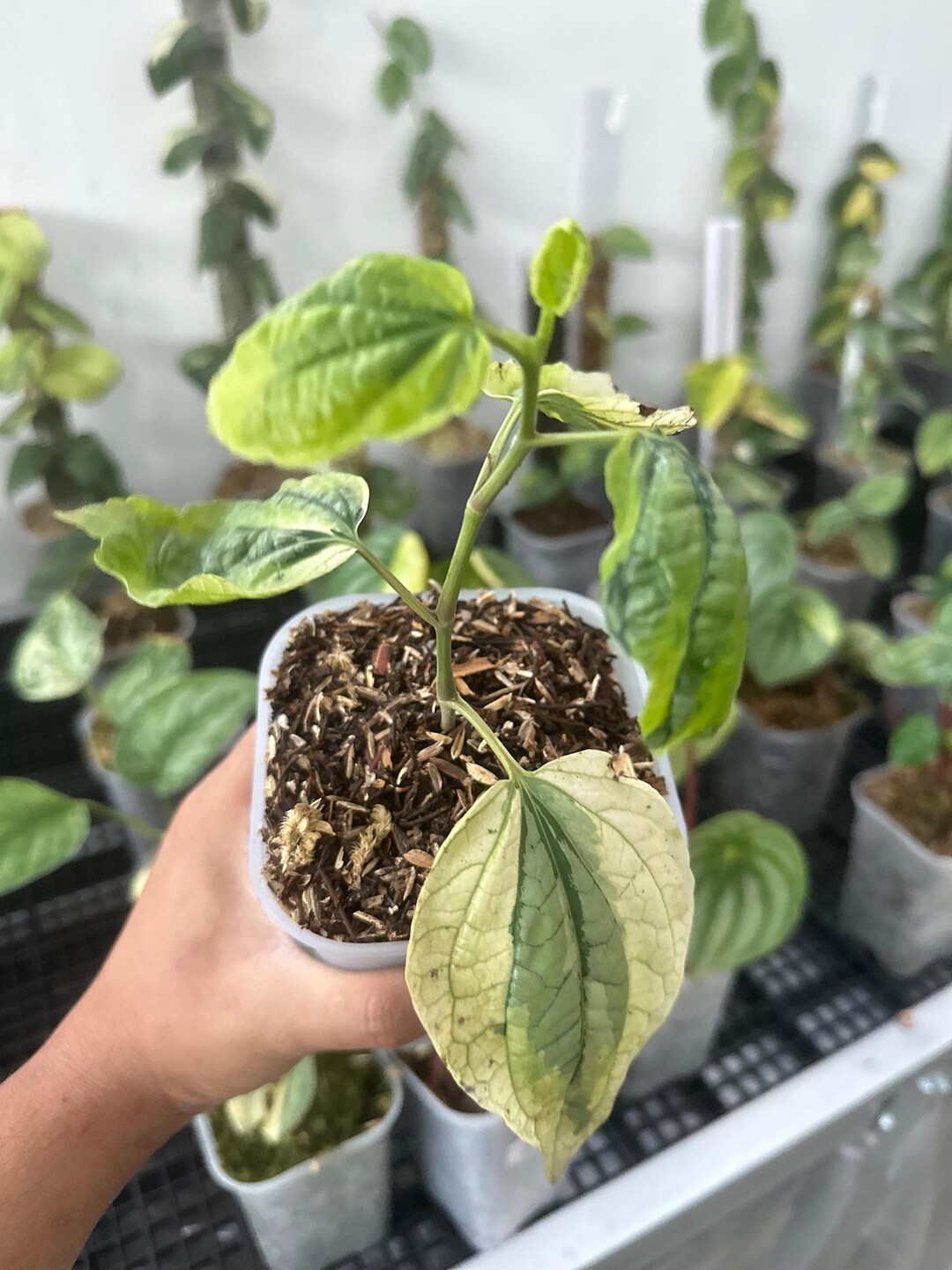 Piper Sp Tricolor Mutation Rare Tropical Exotic Plant Indoor Outdoor ...