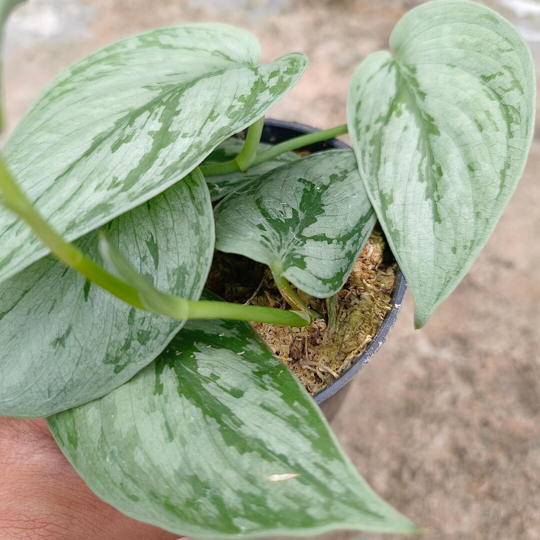 Scindapsus Bogor Beuty Tricolor Live Exotic Tropical Plant Indoor ...