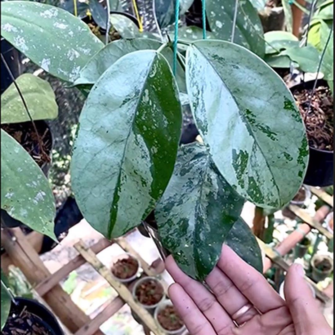 Hoya Coreasea Silver Live Exotica Tropical Plant Indoor Outdoor Easy ...