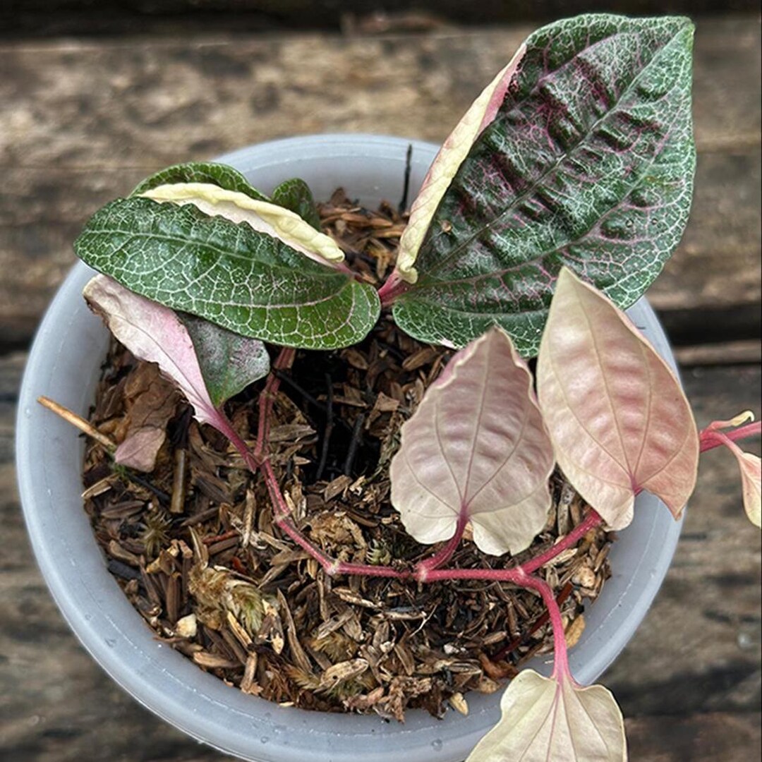 Piper Red Spider Pink Variegated Rare Live Exotic Tropical Foliage ...