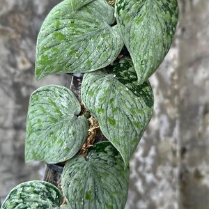 Scindapsus Snow Flex Mutation Dominant Silver Live Rare Tropical ...
