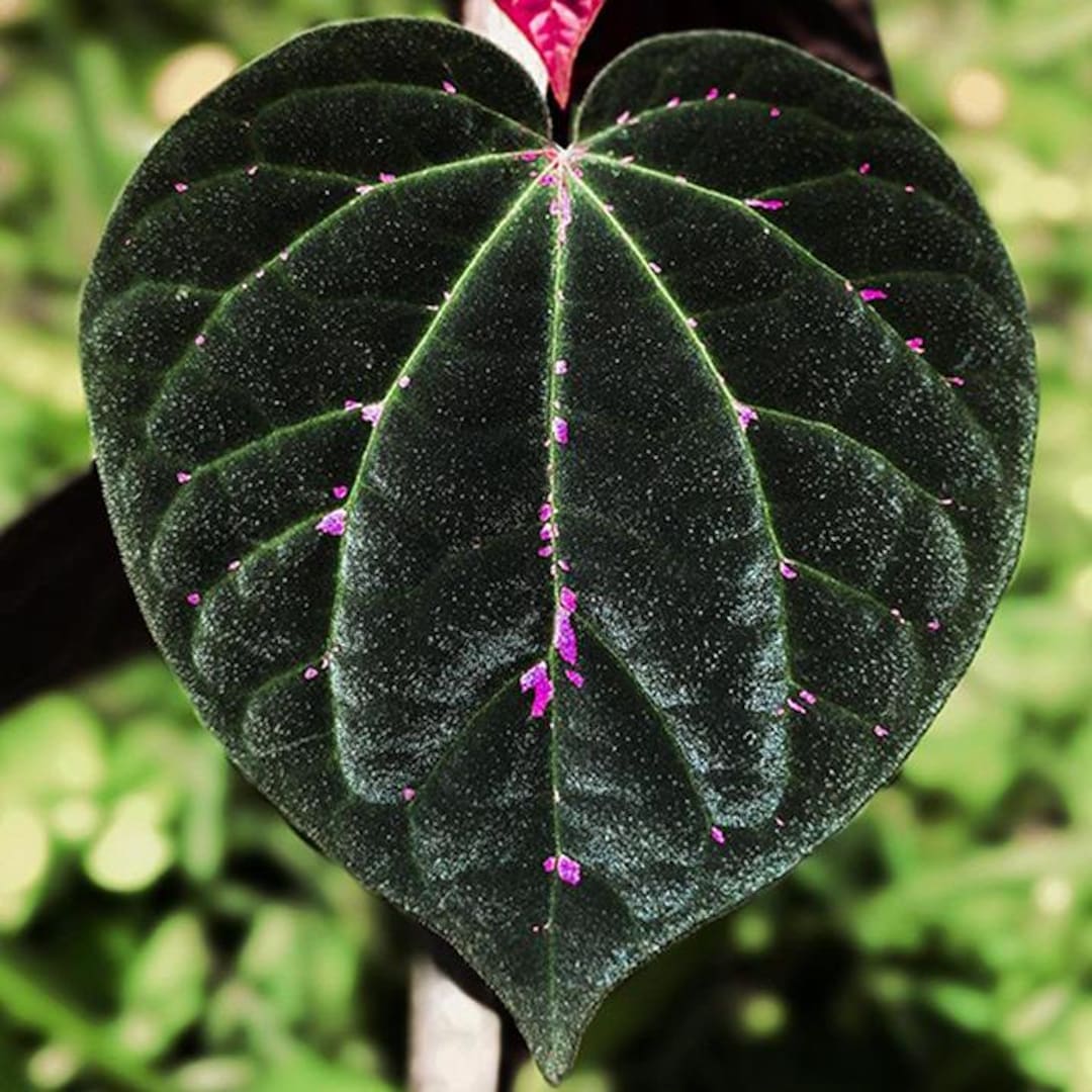 Piper Black Pink Sp Borneo Live Exotic Tropical Plant Indoor Outdoor ...