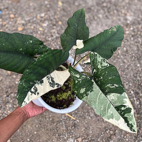 Alocasia bisma variegated - Etsy Schweiz