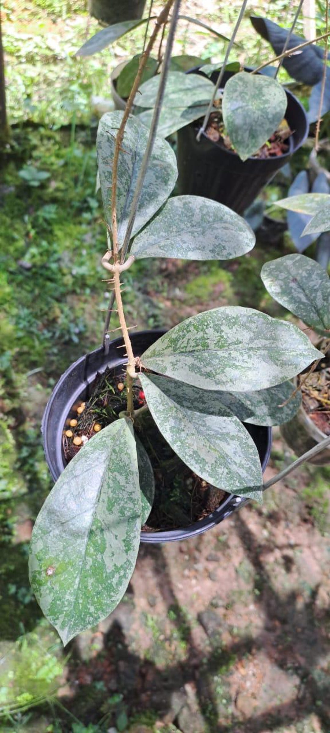 Hoya Parbesi Splash Live Exotica Tropical Plant Indoor Outdoor Easy ...