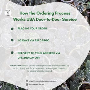 Scindapsus Simbara Variegated Live Exotic Tropical Foliage Plant Indoor ...