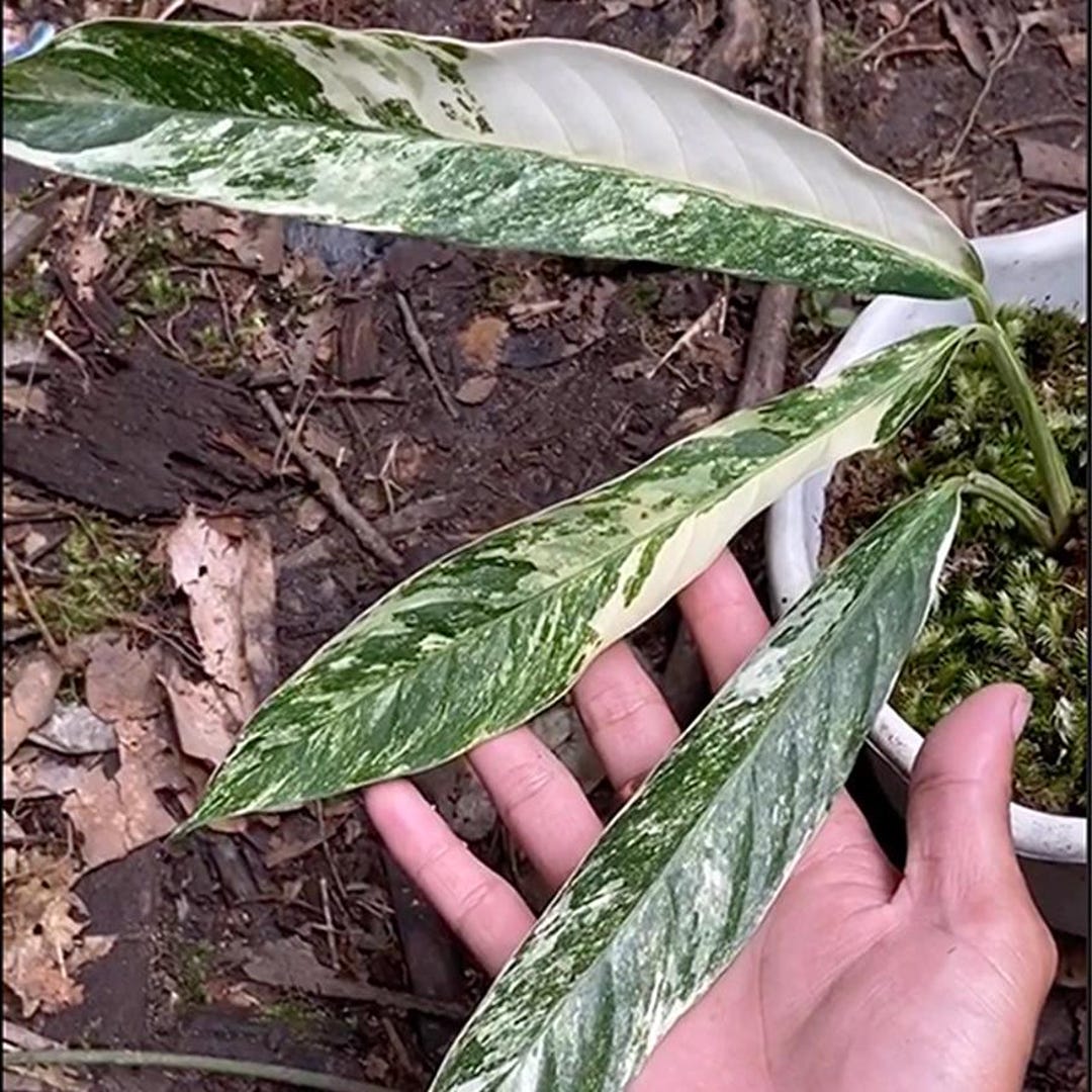 Rhaphidophora Megas Sperma Variegated Live Exotic Tropical Foliage Plant Indoor Outdoor Easy ...