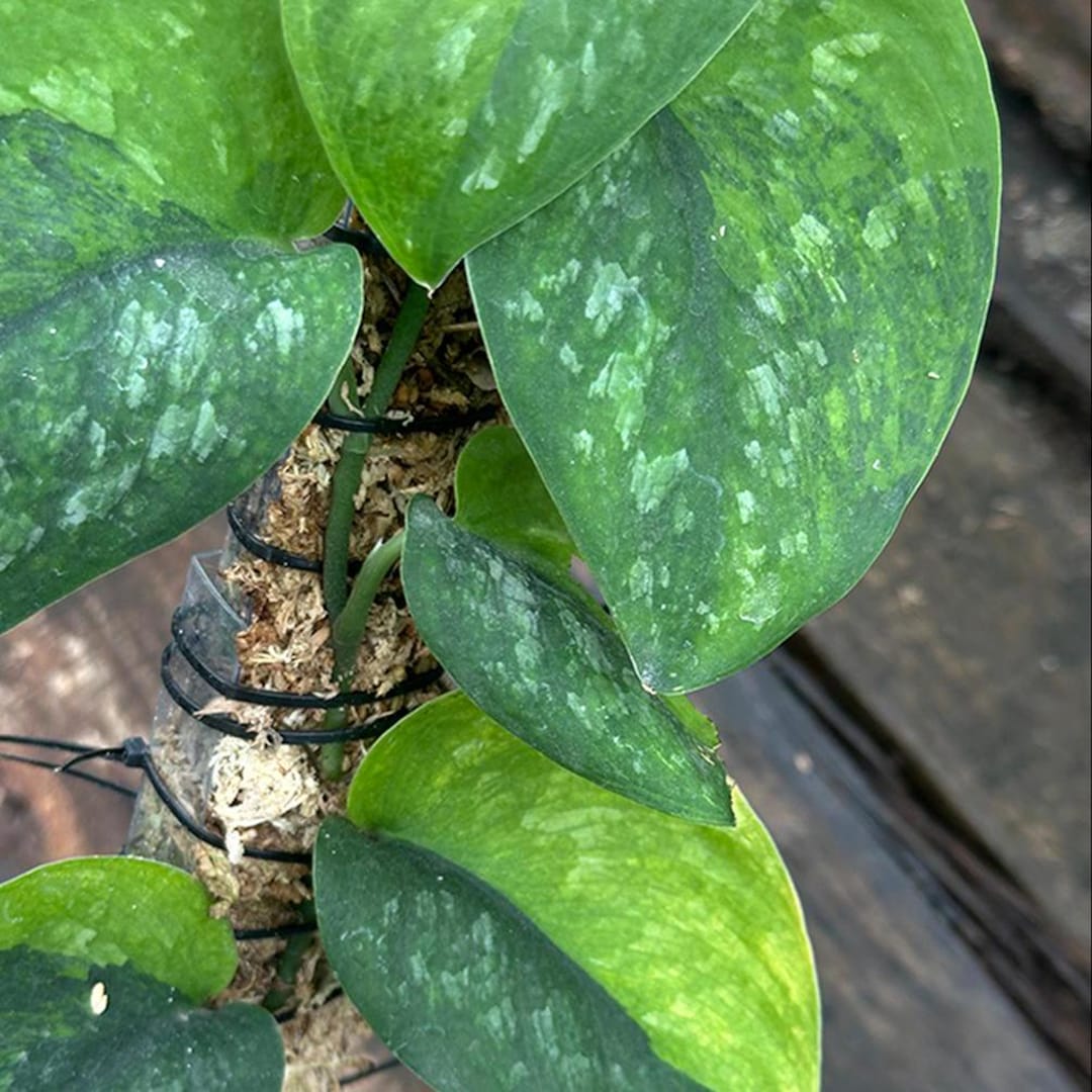 Scindapsus Black Wizard Mutation Variegated Rare Foliage Live Exotic ...